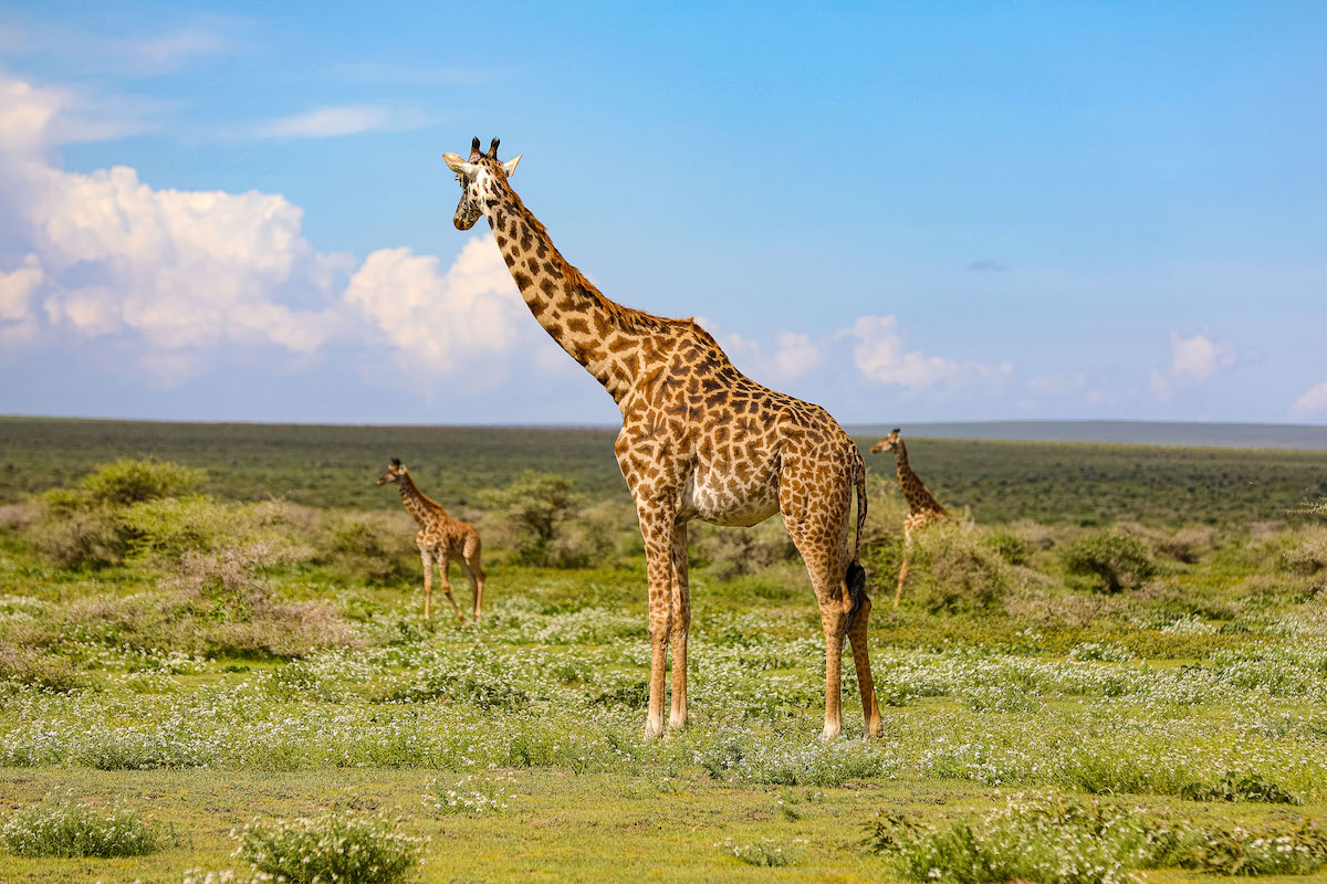 Fly in Tanzania Safaris with Kiliclimb Africa Safaris - Kiliclimb ...