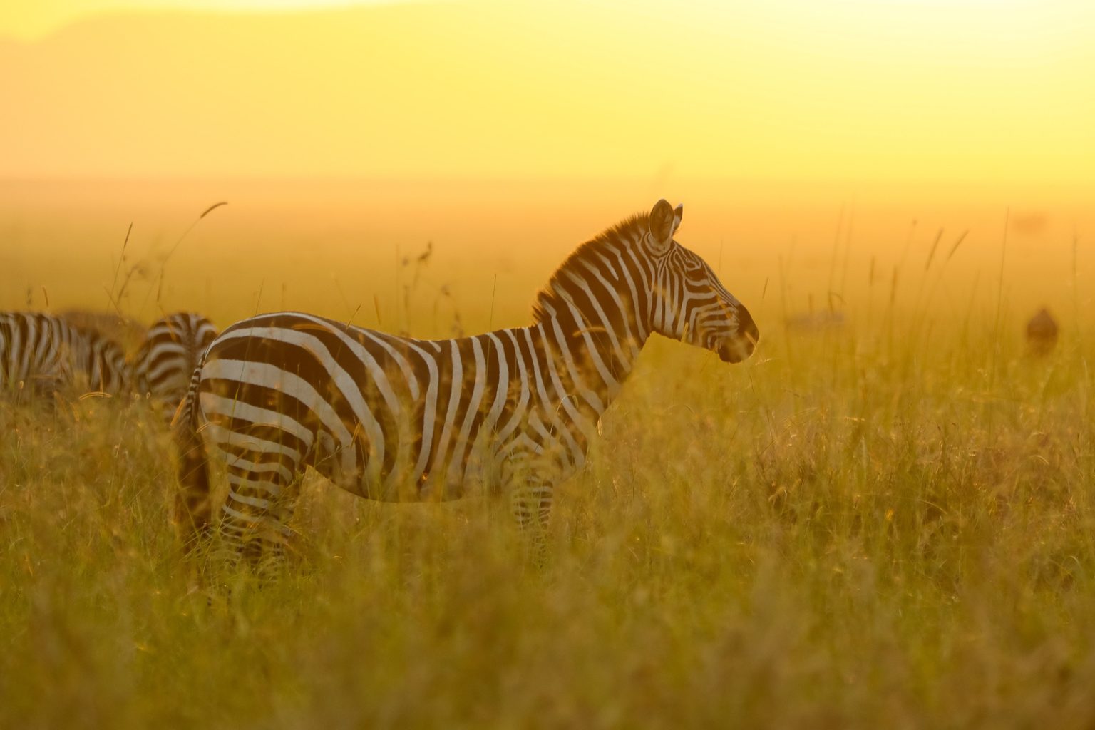 8 Days Super High-end Tanzania safaris - Kiliclimb Africa Safaris