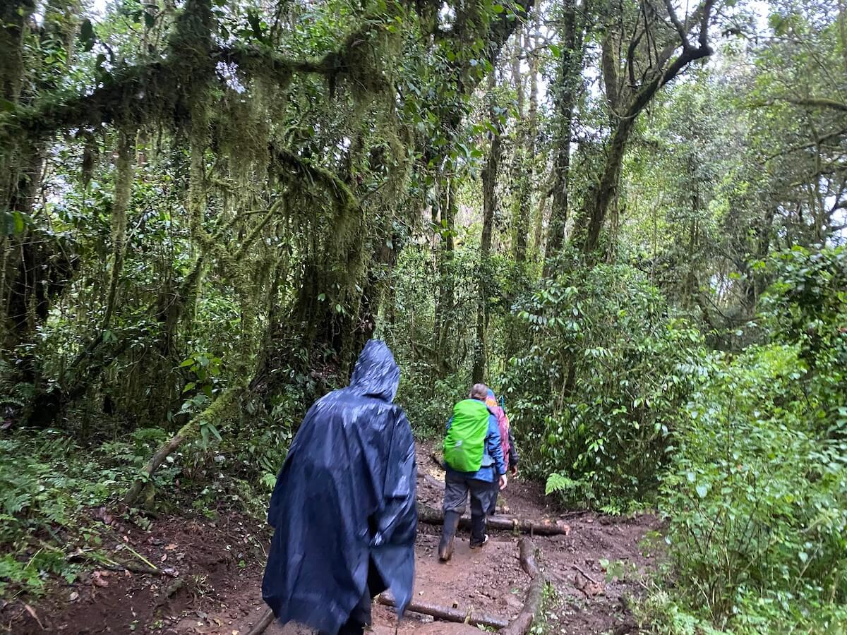 Shira Plateau Day Hike on Mountain Kilimanjaro - Kiliclimb Africa Safaris